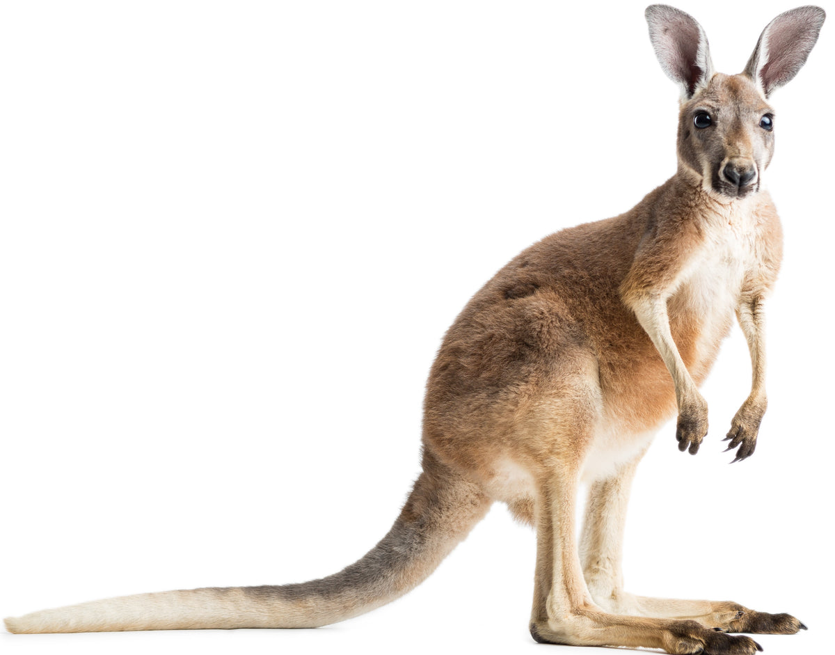 Kangaroo and Wallaby Food – Pet-Pro Products